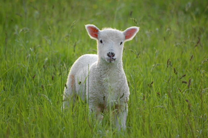 Lamb stock image. Image of animal, farm, lamb, fluffy - 7265003