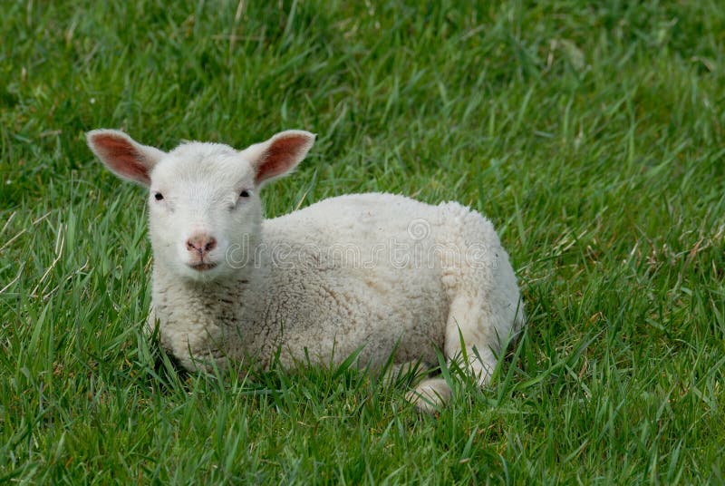 Ugly sheep stock image. Image of animal, carpet, flokati - 2076953