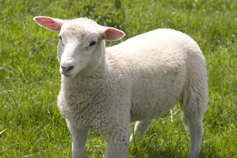 Sheep Picture. Image: 713092