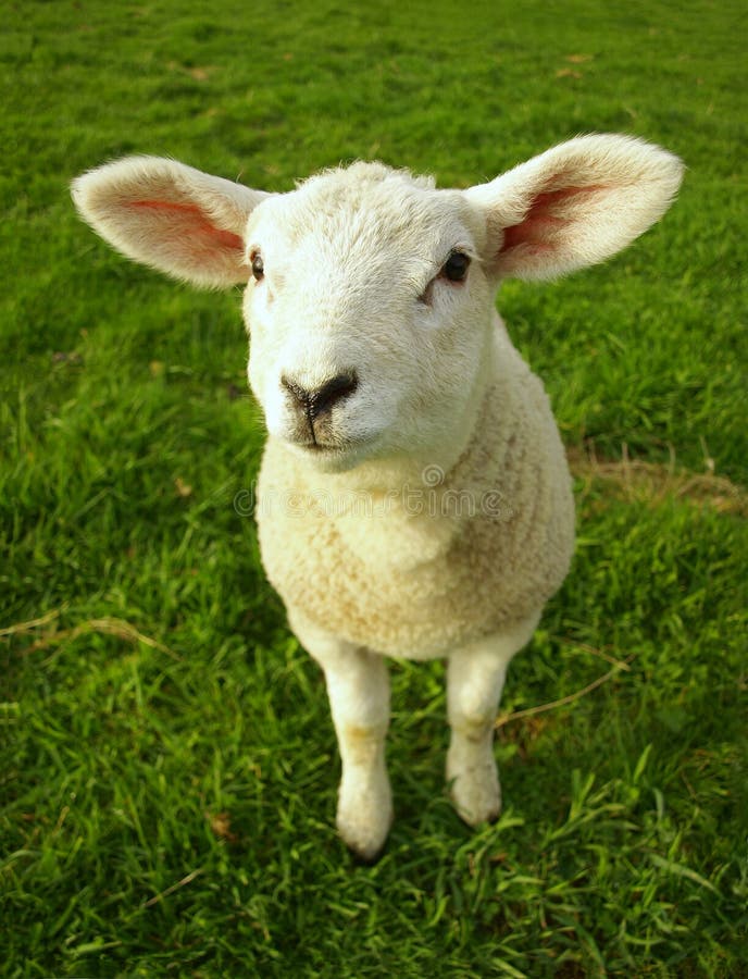 Cute young sheep stock image. Image of sheep, lamb, curious - 16646849