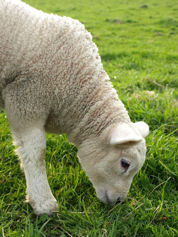 Lamb stock image. Image of green, agriculture, born, clean - 9608631