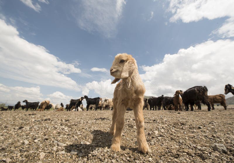 Lamb alone stock photo. Image of natural, buildings, flower - 98076348