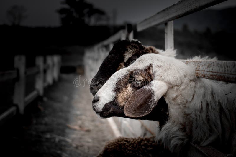 Lamb Asian Sheep in Farm Eye Head Closeup Stock Image - Image of ... Lamb Asian Sheep in Farm Eye Head Closeup Stock Image - Image of ...