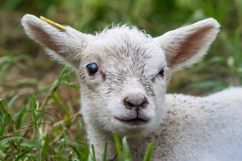 The Cutest Newborn Spring Lamb Ever! Stock Image - Image of gift ... The Cutest Newborn Spring Lamb Ever! Stock Image - Image of gift ...