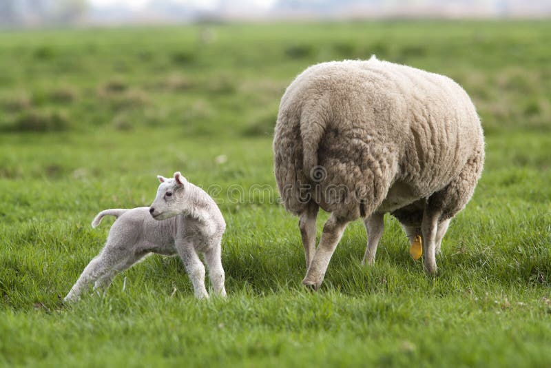 Lamb behind mother stock photo. Image of lying, newborn - 39559174