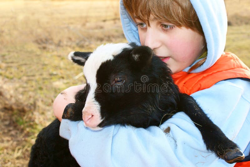 Lamb and boy stock photo. Image of farm, hold, care, head - 23682824