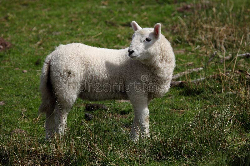 Lamb in the Brecon Beacons stock image. Image of animals - 57987513