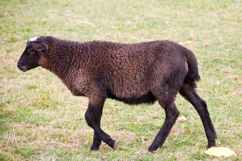 Lamb with brown wool stock photo. Image of horizontal - 37522844