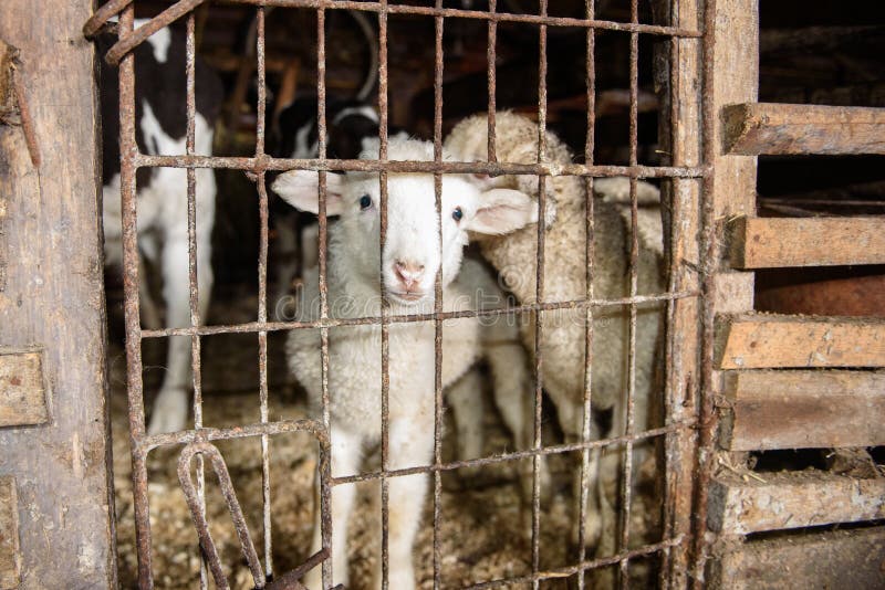 Lamb in a cage stock image. Image of sheep, flock, iron - 89957563