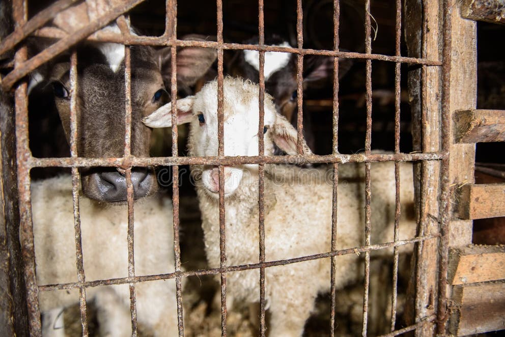 Lamb in a cage stock photo. Image of game, victim, sheep - 89957604