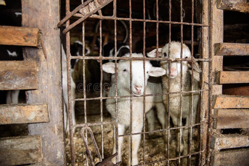 Lamb in a cage stock image. Image of sheep, flock, iron - 89957563