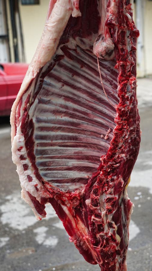 Lamb Carcass Hanging after Slaughter Stock Image - Image of production ...