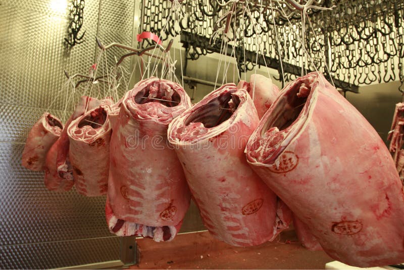 Lamb Carcasses Hanging in an Abattoir Stock Image - Image of meat ...