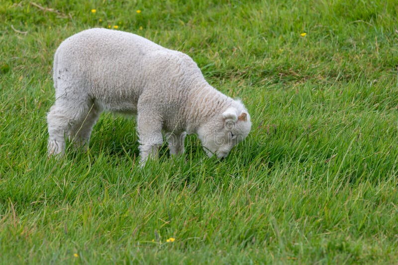 Lamb stock photo. Image of meadow, ovis, farming, nature - 361273940
