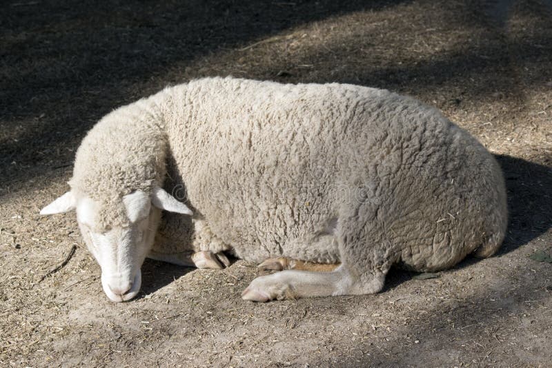 Lamb stock photo. Image of sheep, fleece, white, hooves - 98300756