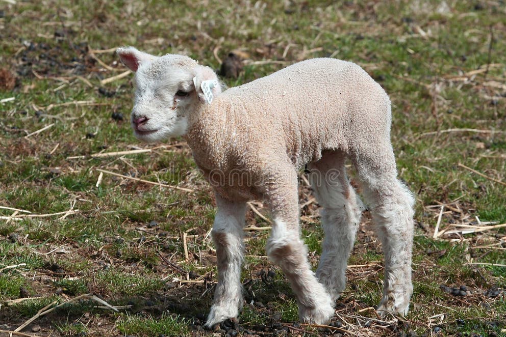 Lamb in countryside stock image. Image of spring, looking - 4851007