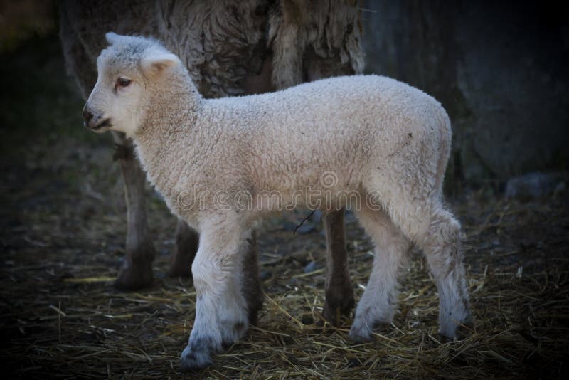Lamb stock photo. Image of small, sheep, farm, baby, youngster - 79142488