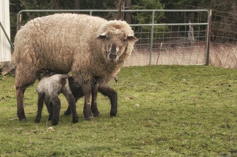 Lamb eating stock image. Image of eating, taste, sheep - 24266595