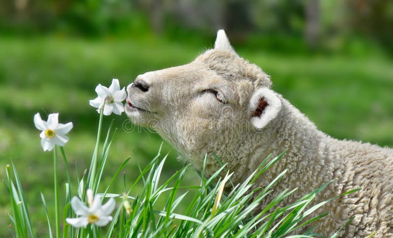 Lamb Eating a Flower in a Meadow - Springtime Scene Stock Photo - Image ...