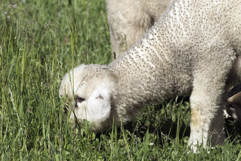 Lamb eating grass stock photo. Image of farming, field - 246829814