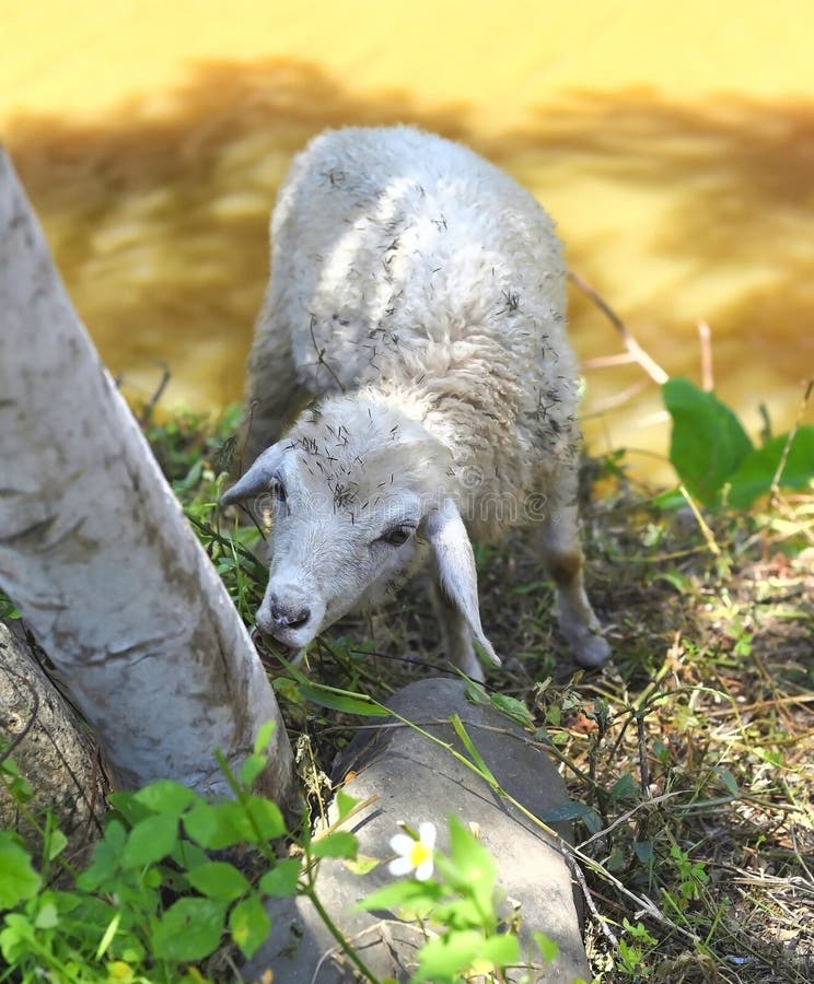 125 Lamb Tree Shadow Stock Photos - Free & Royalty-Free Stock Photos ...