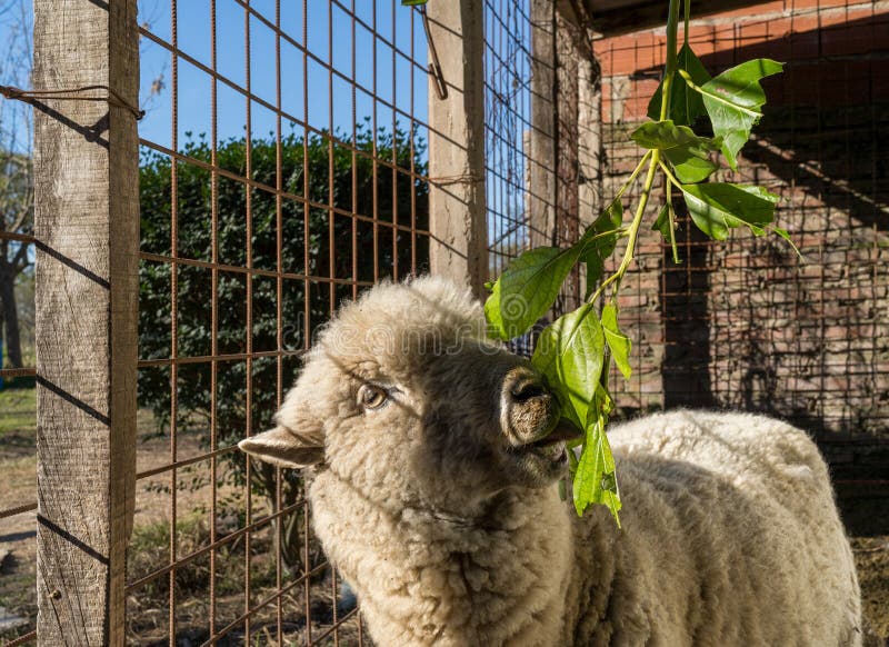 Lamb Eating Green Leaves on the Farm Stock Photo - Image of food, lamb ...