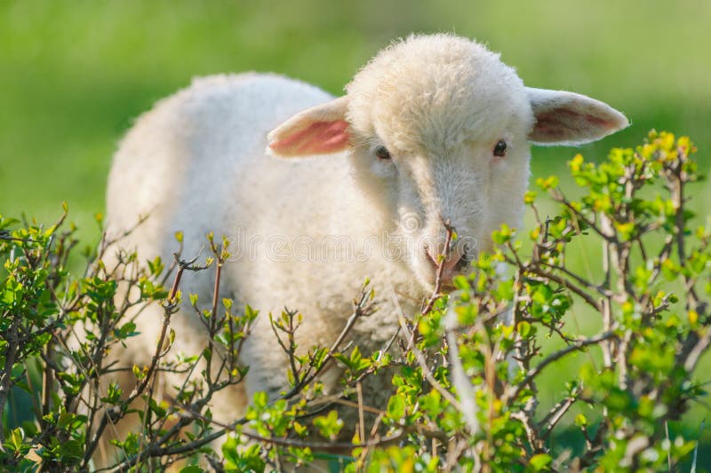Lamb Eats Green Tree Leaves. Young Sheep Eats Branch Stock Photo ...