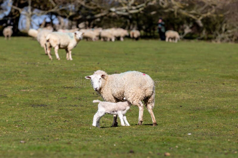 A Lamb and a Ewe in the South Downs, on a Sunny Spring Day Stock Photo ...