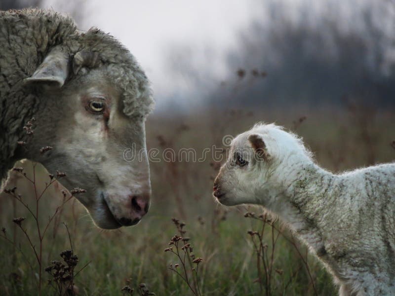 Lamb family stock image. Image of family, lamb, field - 46543357