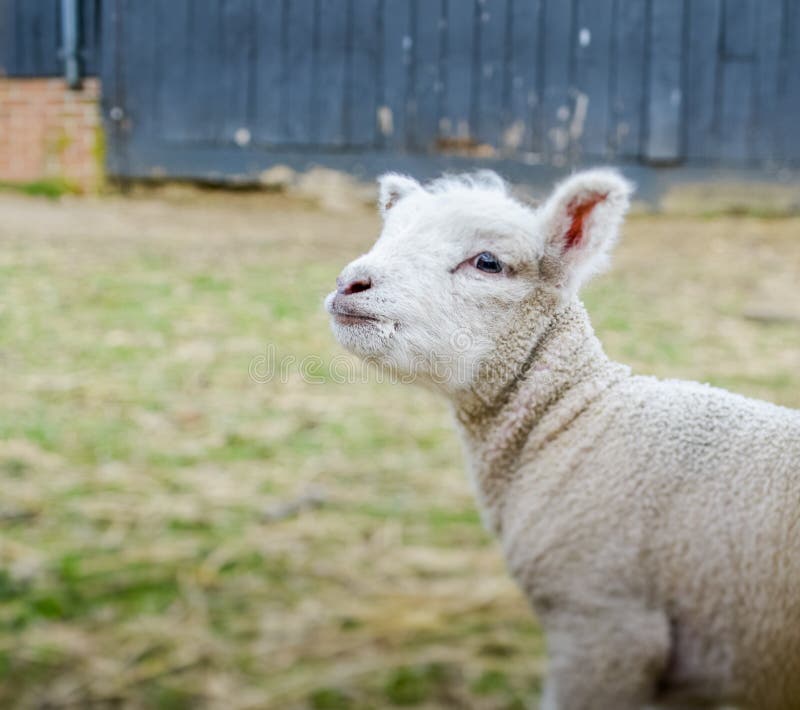 Lamb stock image. Image of barn, lamb, grass, farm, wool - 133063557
