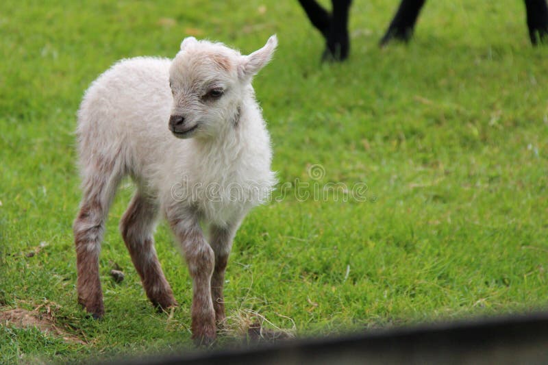 Lamb in a farm (france) stock image. Image of wool, field - 307641567