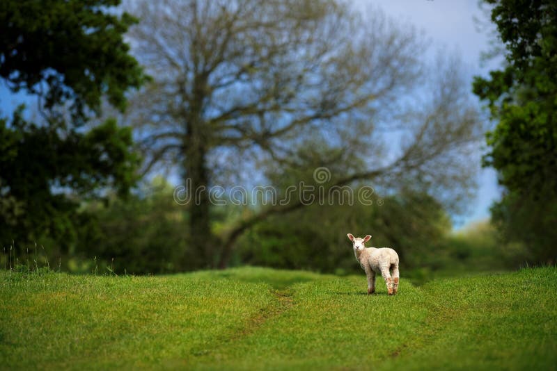 Lamb on Farm Track in Field Stock Photo - Image of leaves, england ...