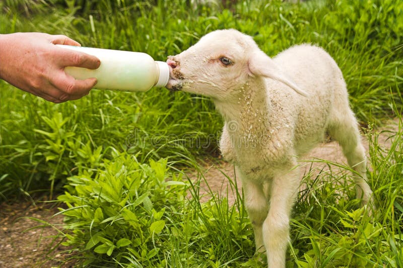 Lamb feeding stock photo. Image of animal, male, meadow - 8563968