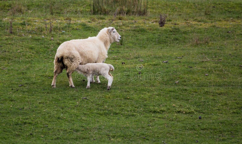 Lamb Feeding stock image. Image of lamb, wool, farm, feeding - 43691885