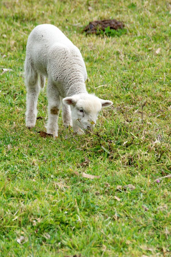 Lamb in a field stock image. Image of lamb, black, nose - 11232407