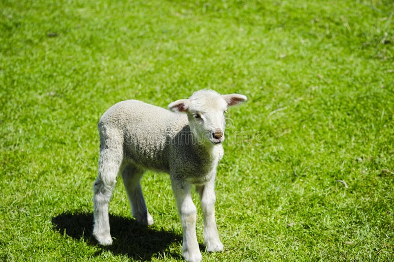 Lamb in a field of grass stock image. Image of zealand - 42001765