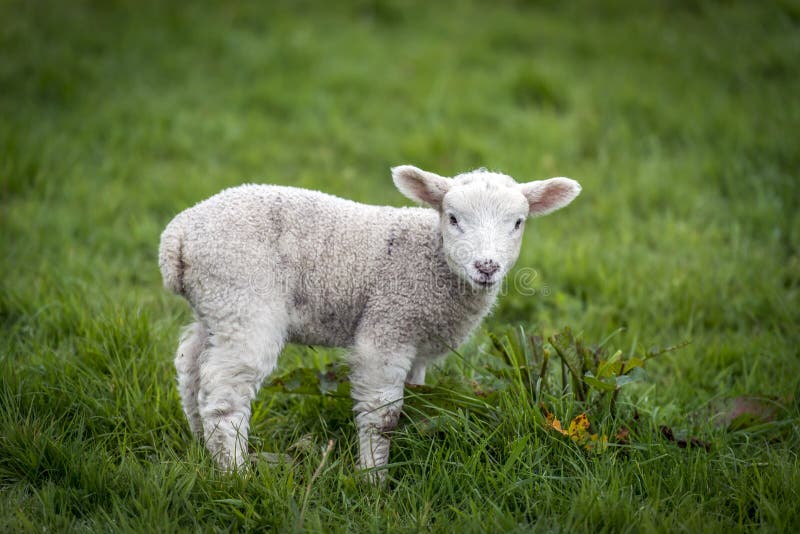 Lamb in field stock photo. Image of grass, lamb, fleece - 40173324