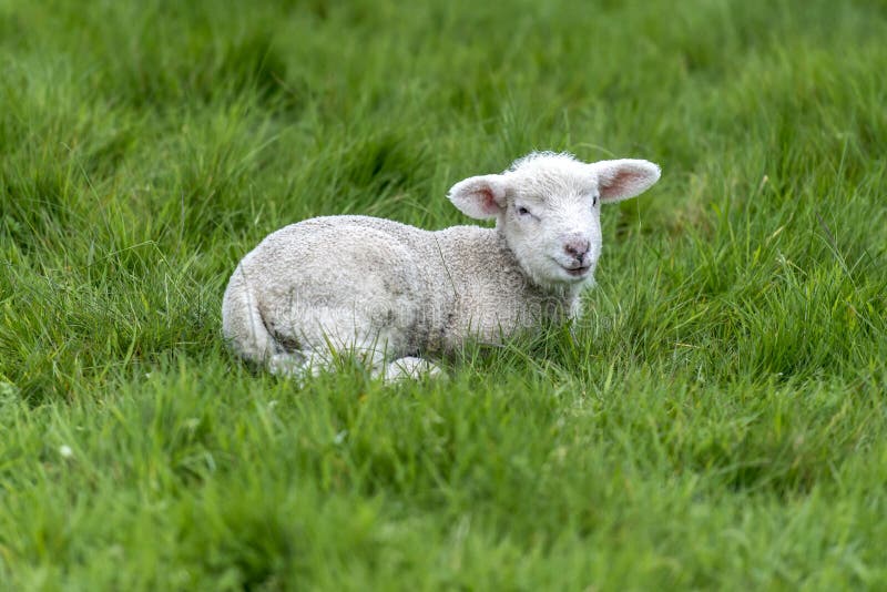 Lamb in field stock photo. Image of grazing, sheep, meadow - 40173502