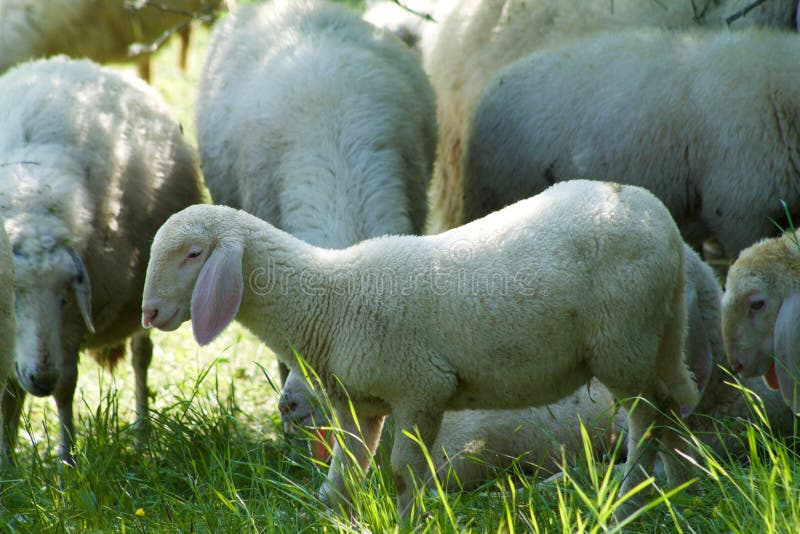 Lamb in the flock stock photo. Image of innocent, field - 72049402