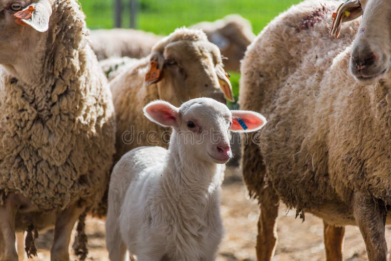 Lamb with the flock stock image. Image of domestic, cattle - 51621169