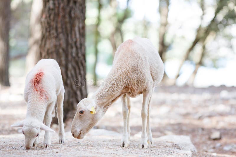 Lamb in forest stock photo. Image of countryside, mammal - 58563812