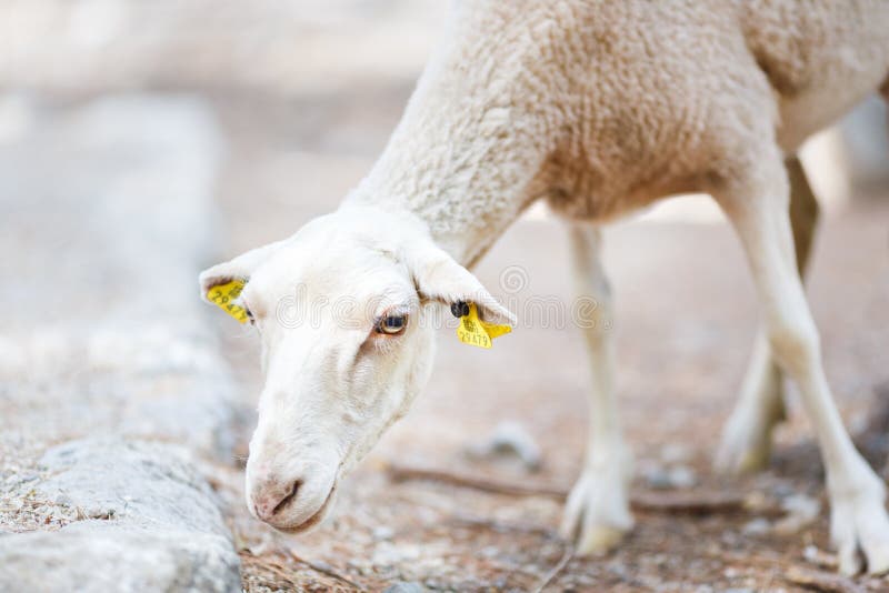 Lamb in forest stock image. Image of olive, ranch, mallorca - 58564343