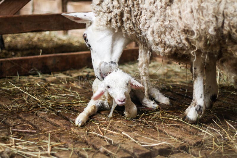 Lamb stock image. Image of sheep, farm, animals, cleaning - 59102543