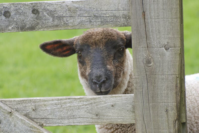 Three Sheep Running through Gate. Stock Image - Image of domesticated ...