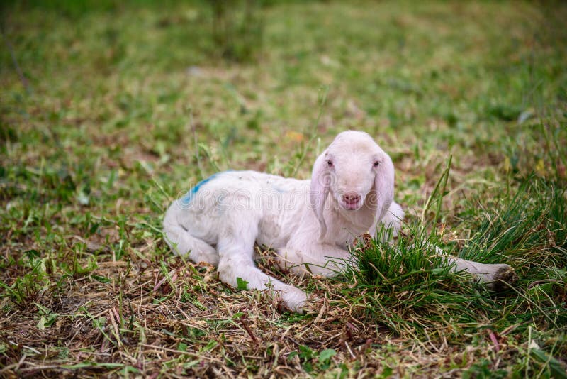 Lamb on the green grass stock photo. Image of meat, mountain - 186275534