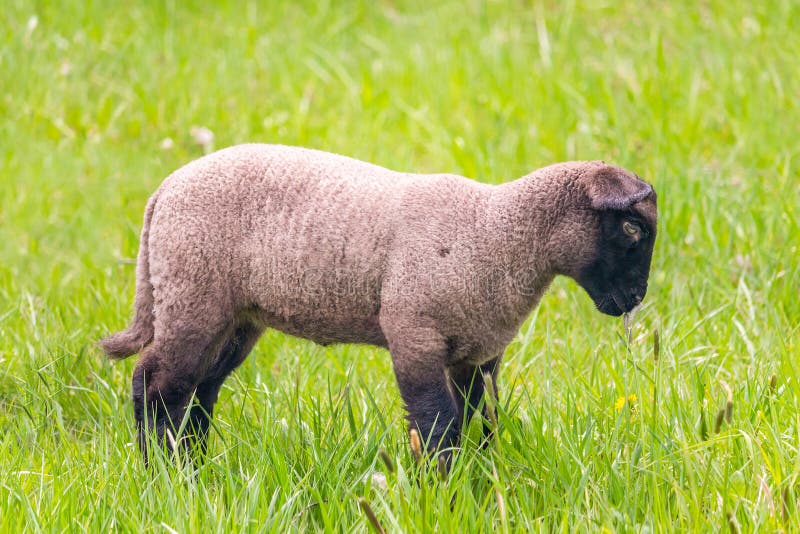 Lamb in the Grass - Suffolk Sheep on Pasture, Side View Stock Image ...