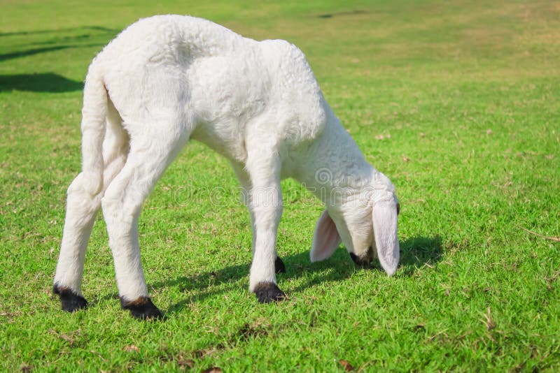 Lamb grazing. stock image. Image of lamb, outdoors, mammal - 52343543