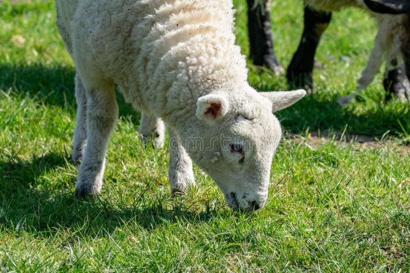 Lamb Grazing in Grass Meadow in Spring Stock Photo - Image of ...