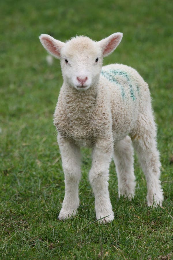 Lamb in green field stock photo. Image of countryside - 11363446