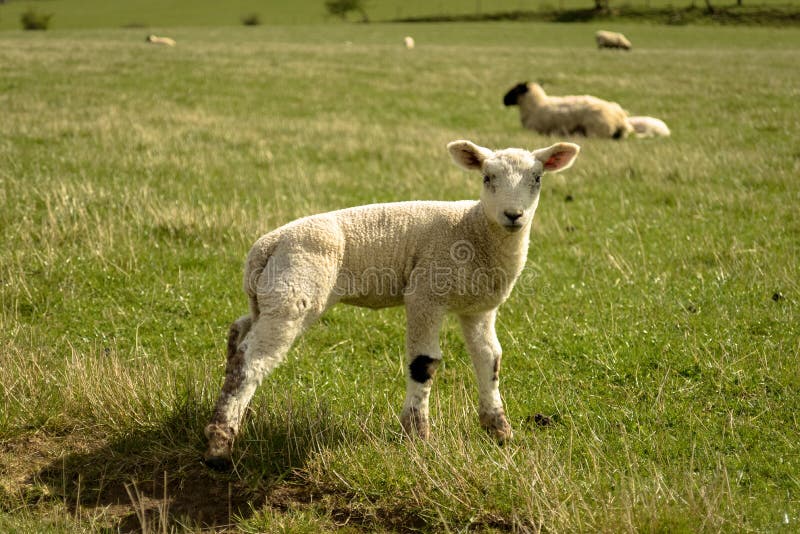 Lamb in a green field stock image. Image of field, agriculture - 60861425
